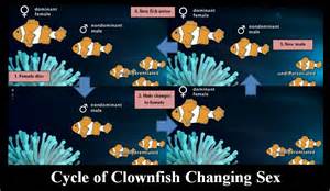 Question About Clownfish Growth Reef2reef
