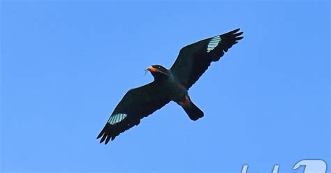 먹잇감 사냥한 파랑새