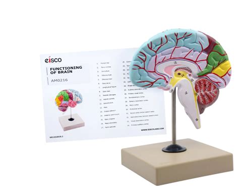 Color Coded Brain
