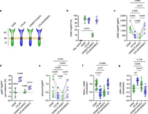Extra And Intracellular Domains Of Cd28 And Ctla4 Modulate Fate Of