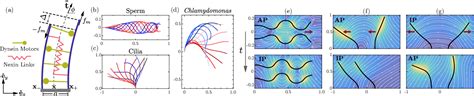 Figure 1 From Hydrodynamic Synchronization Of Spontaneously Beating
