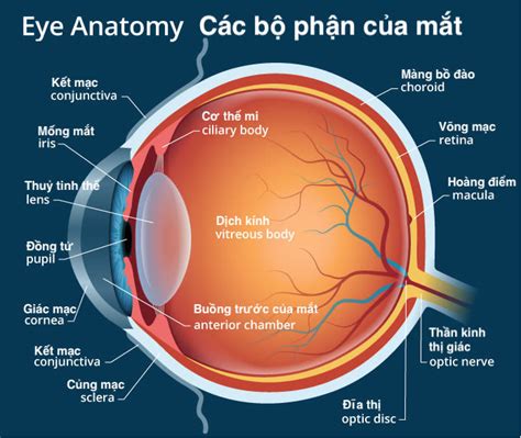 Giải Phẫu Mắt Cấu Tạo Của Mắt Các Bộ Phận Và Chức Năng