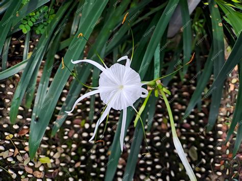 Hymenocallis Littoralis O Lirio Araña De Playa Es Una Especie De Planta