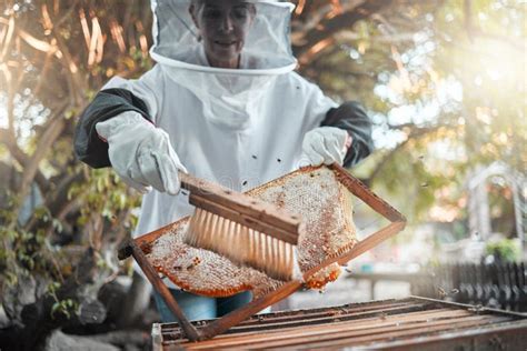 Honey Bee Farming And Beekeeper With Brush To Extract Raw Product