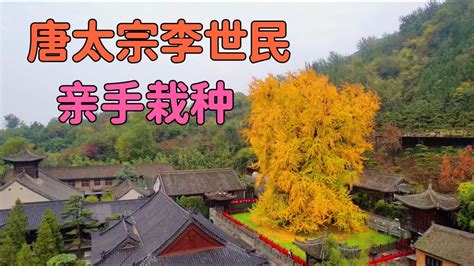 古观音禅寺李世民亲手栽种的千年古银杏树距今已有1400多年 YouTube