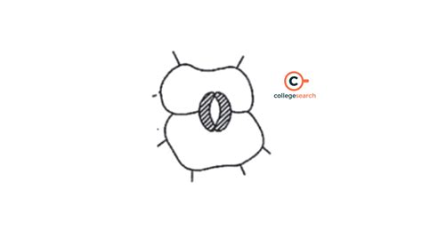 Comprehensive Analysis Of Stomata Structure And Function In Plants 2025