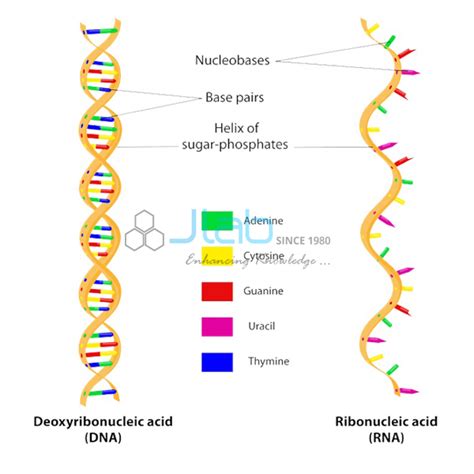 DNA RNA Structure Model India Manufacturers Suppliers Exporters In India