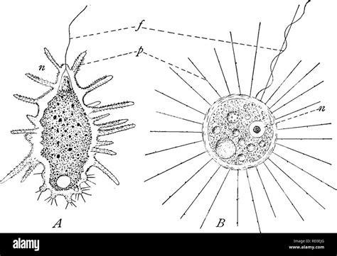 Phylum Mastigophora