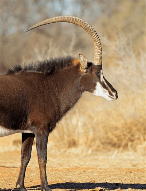 Sable Antelope Zander Bierman Safaris
