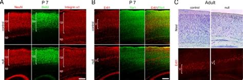 Transcription Factor Mef2c Influences Neural Stem Progenitor Cell Differentiation And Maturation