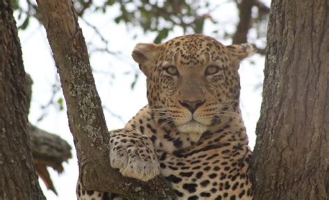 Top Zanzibar Holiday Packages Zara Tanzania Adventures