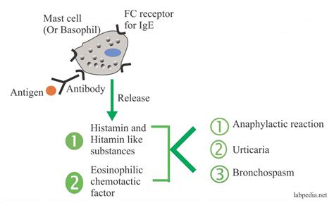 Immunoglobulin E Ige