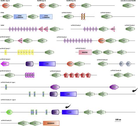 Summary Of The Domain Architecture In The Evolutionary Conserved Tir Dc Download Scientific