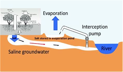 Schematic Diagram Of A Salt Interception Scheme Redrawn From Williams Download Scientific