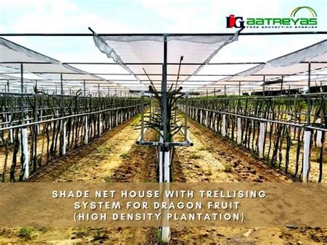 Shade Net House With Trellising System For Dragon Fruit High Density Plantation At ₹ 375