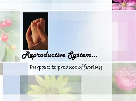 PPT Reproductive System PowerPoint Presentation Free Download ID