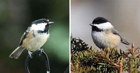 Coal Tit Vs Chickadee 11 Key Differences Explained Bird Nature