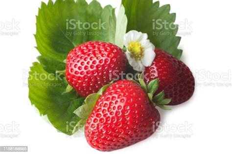 꽃과 녹색 잎 클로즈업 아름답고 섬세한 딸기 흰색 배경에 흰색 꽃과 신선한 딸기의 매크로 이미지 0명에 대한 스톡 사진 및 기타 이미지 Istock