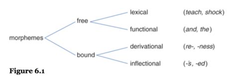 Morphology And Syntax Flashcards Quizlet Morphology And Syntax Flashcards Quizlet