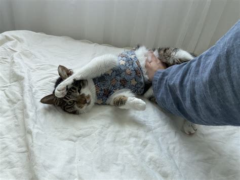 에부리 On Twitter 저희 노랑이도 같이 산지 만 3년쯤 지나니까 자기 목소리를 ‘크게 내서 저를 부르고 또 부르고 반갑다고 인사하고 만져달라고 부탁하고 그래요