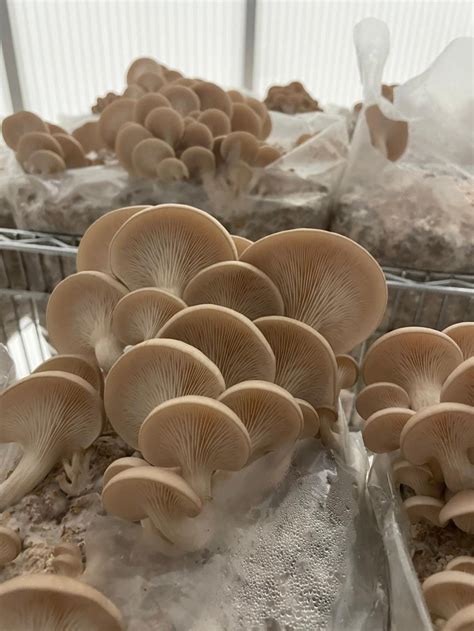 Educational Experiences In Leeds Yorkshire Mushroom Emporium