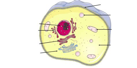 Diagram Cellule Eucaryote Shéma Rôle Quizlet