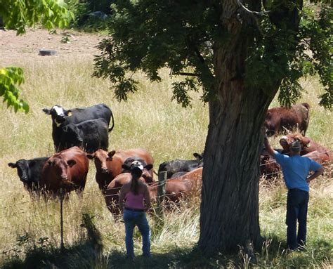 Mountain Glen Farm Journal You Re The Bull Or Sex In The Pasture