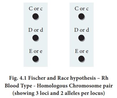 Genetic Control Of Rh Factor Principles Of Inheritance And Variation