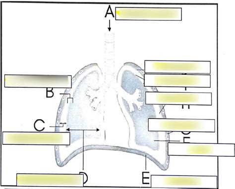 Lecture 15a To 16a Respiratory System Diagram Quizlet