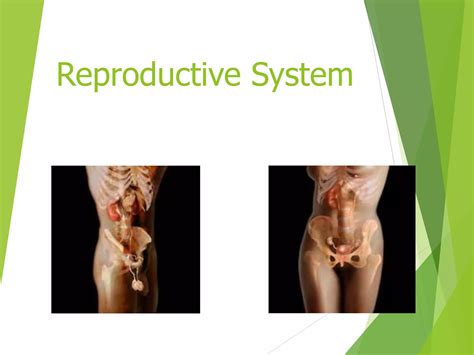 Reproductive System PPTX