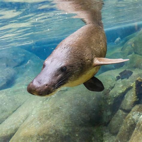 After Multiple Attempts Adobe Firefly Cant Draw A Platypus Correctly Radobefirefly