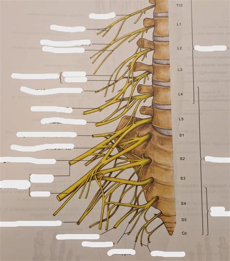 Plexus Lumbosacralis Diagram Quizlet