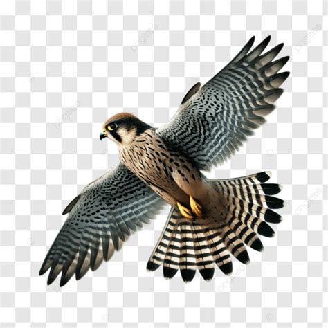 자연의 경이로움을 묘사하기 위해 탁 트인 하늘을 나는 장엄한 새 새 나는 하늘 Png 일러스트 및 이미지 에 대한 무료 다운로드 Pngtree