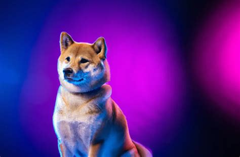 Shiba Inu Risks Potential And Other Investment Considerations