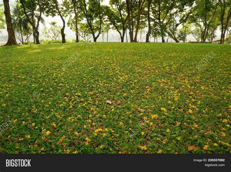863 Background Nature Grass Images Myweb