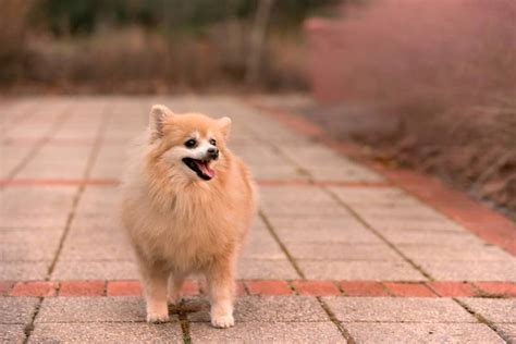 Как назвать собаку девочку