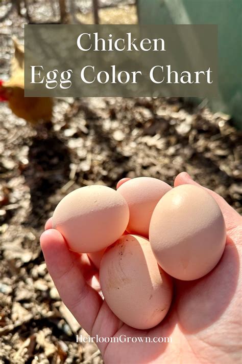 Penedesenca Eggs Chicken Egg Color Chart Heirloom Grown
