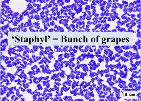 Staphylococcus Lec 11 Flashcards Quizlet