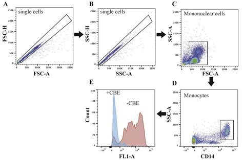 当代谢遇上流式细胞术（二） 知乎