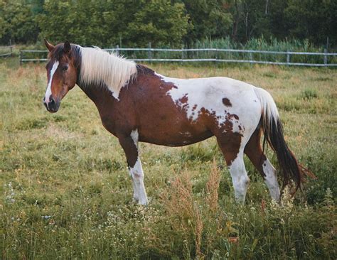 Tricolor Pinto Horses The Equinest
