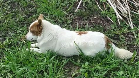 Собака відпочиває на галявині Собаки Собачий день Собачья жизнь Про собак Собачье видео Youtube