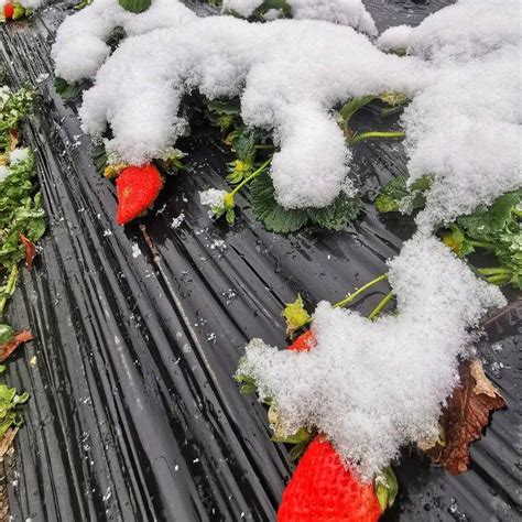雨雪加冰冻！ 农作物也要“防寒保暖”天气冷冻苗棚