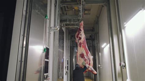 Food Industry Worker Moves Beefs Carcass Meat Processing Plant Stock