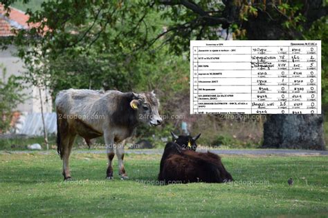 Как две телета бяха спасени от… облог между кандидат за депутат и зам кмет