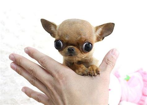 Micro Mini Teacup Chihuahua Puppies