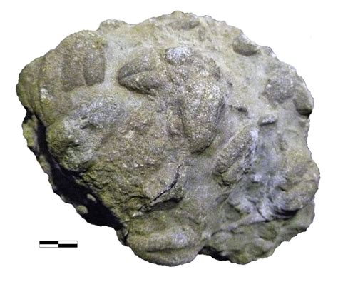 Rusophycus Pudicus Member Collections The Fossil Forum