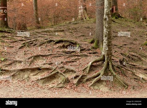 Tree Roots Coming Out Of The Ground In The Forest Stock Photo Alamy