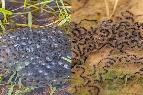 Frog Eggs Vs Toad Eggs Similarities And Differences Explored