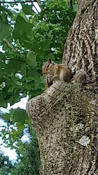 달람쥐의육식 Youtube