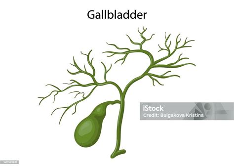 담낭 해부학 벡터 일러스트레이션을위한 인간의 소화 시스템 쓸개에 대한 스톡 벡터 아트 및 기타 이미지 쓸개 벡터